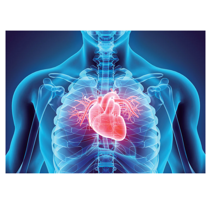 Heart X-Ray Floor Tarp